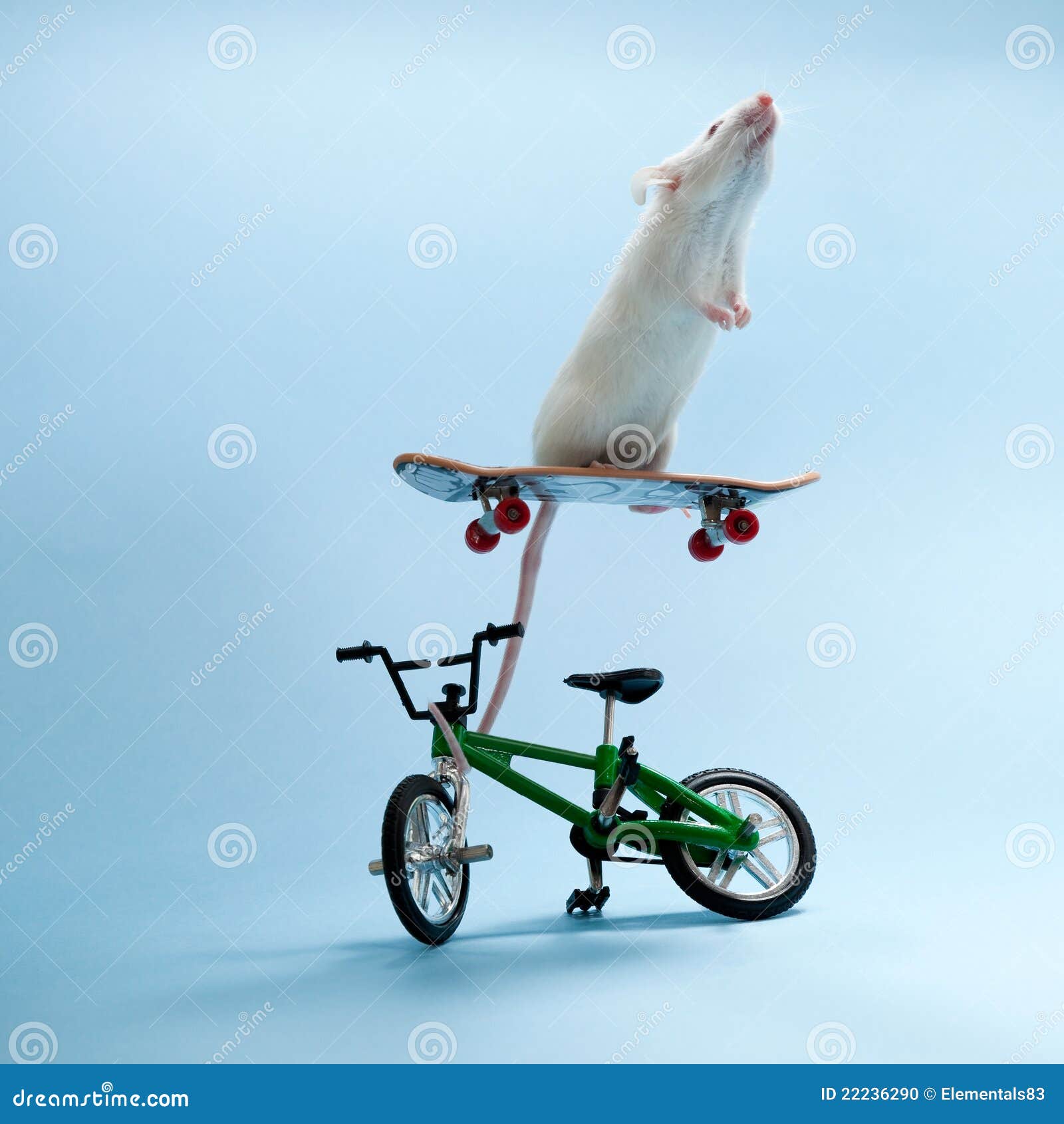 Mouse riding stock photo. Image of design, street, small - 22236290