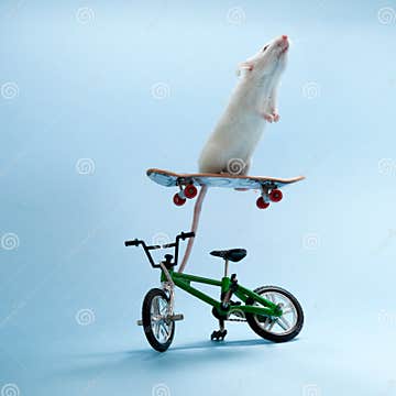 Mouse riding stock photo. Image of design, street, small - 22236290