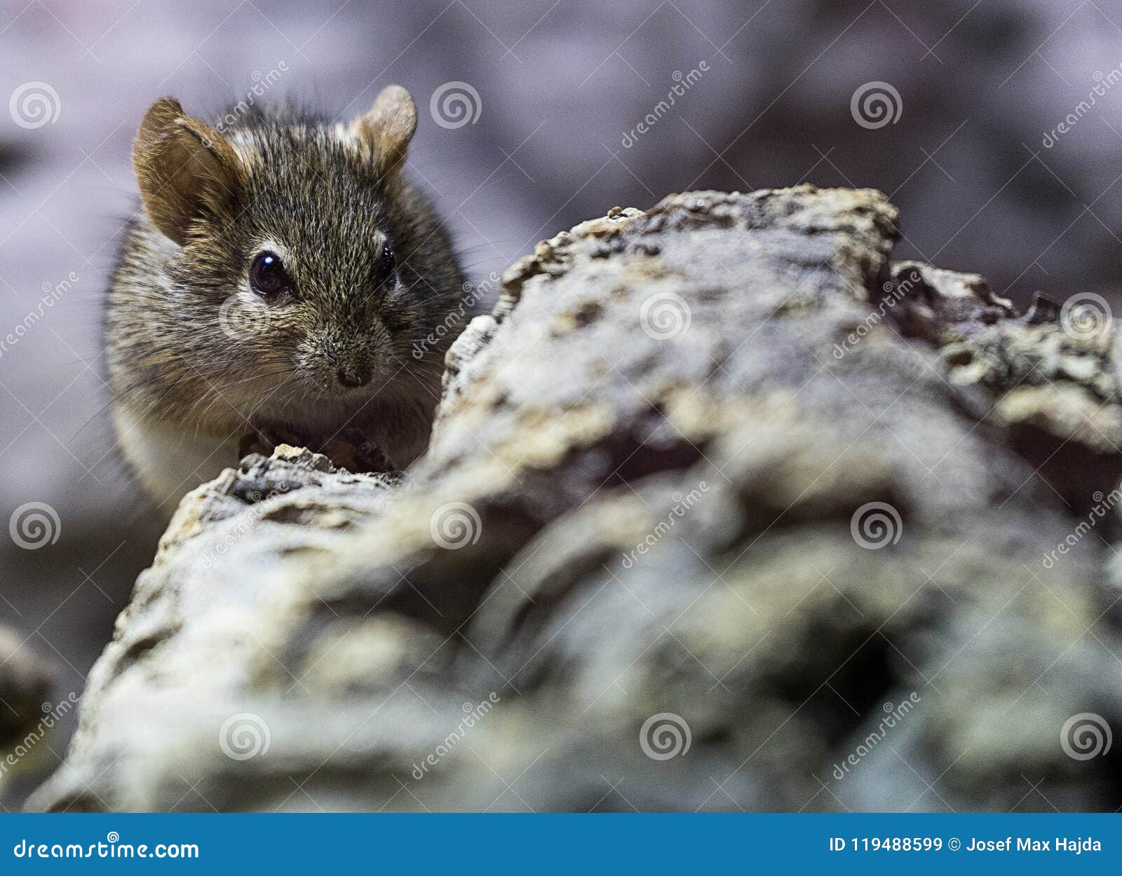 Mouse on a rock stock image. Image of animal, moving - 119488599