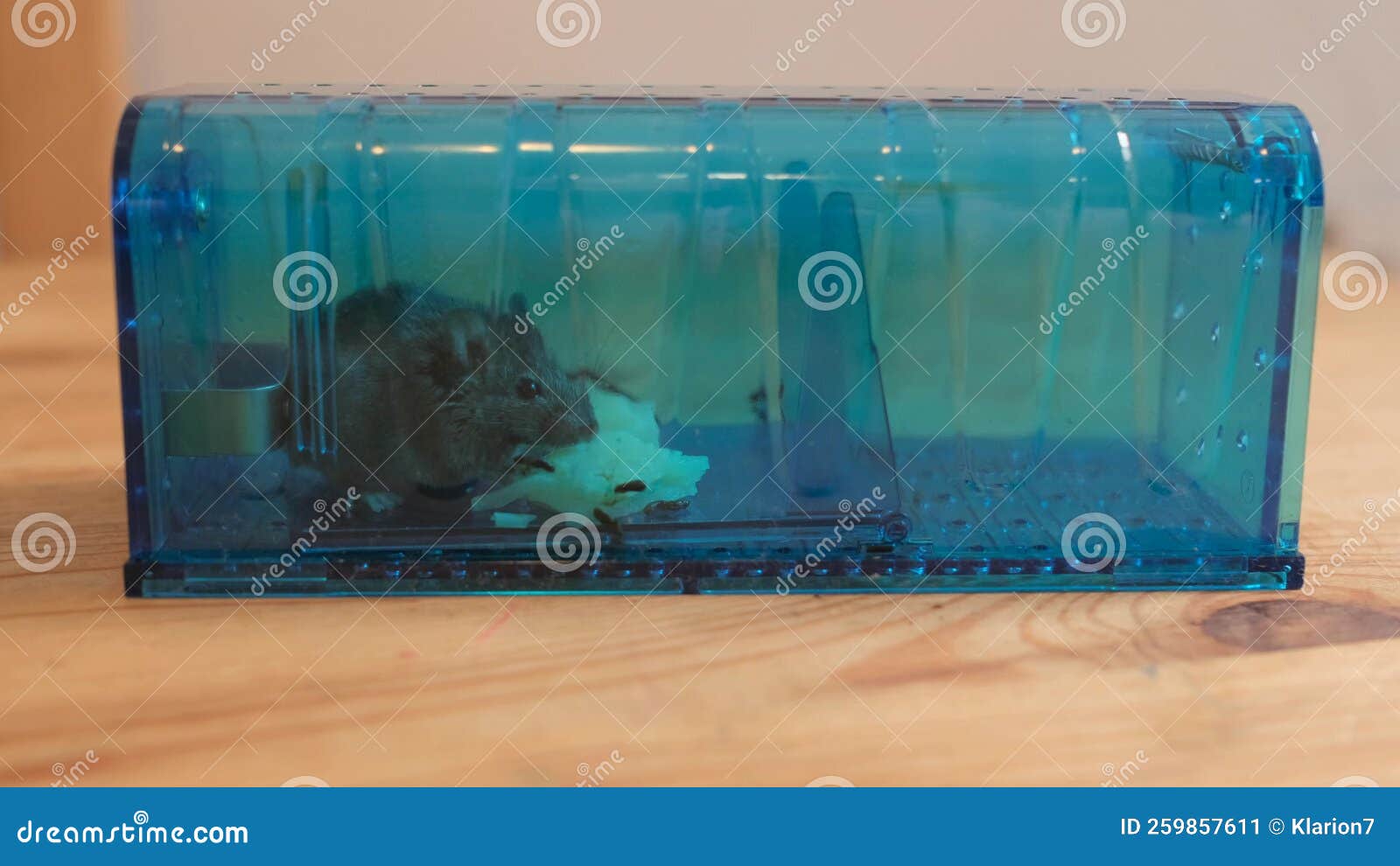 Mouse Running Around Inside a Humane Rodent Trap Stock Video - Video of ...