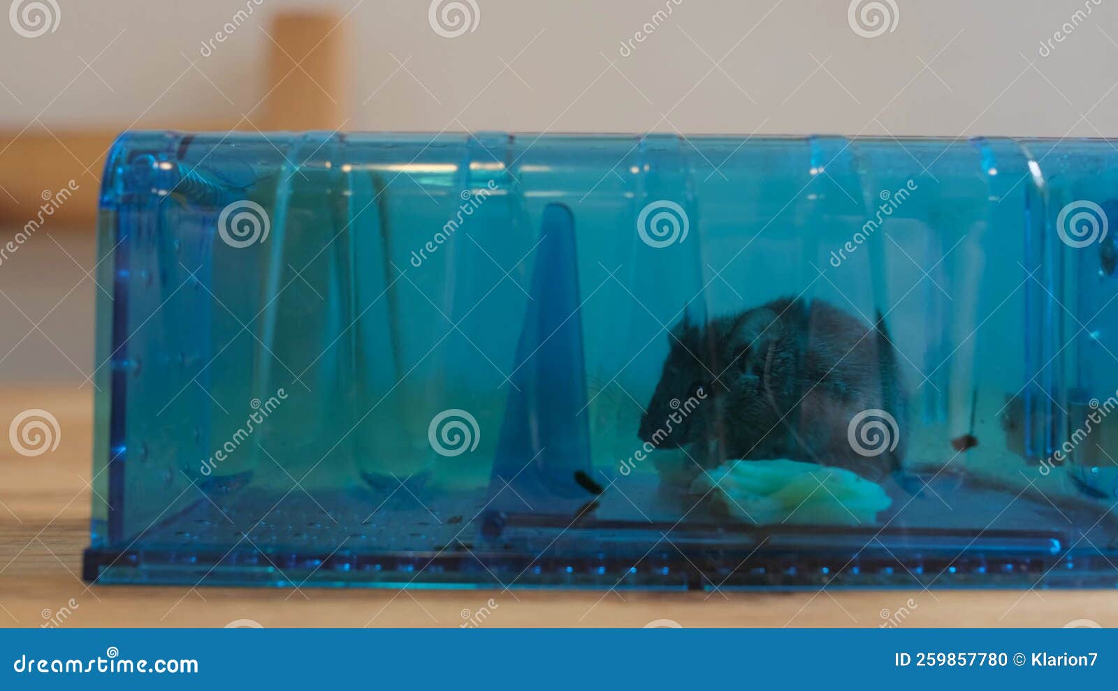 Mouse Running Around Inside a Humane Rodent Trap Stock Footage - Video ...