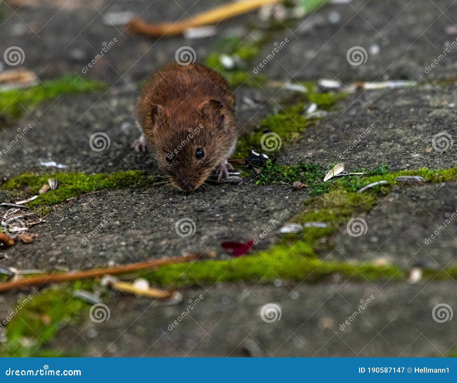 Mouse in Search of Food stock image. Image of outdoors - 190587147