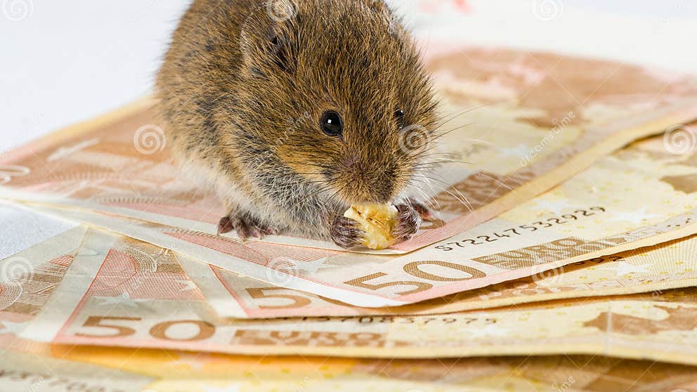 Mouse Sitting on a Bunch of Bank Notes and Nibbling Something Stock ...