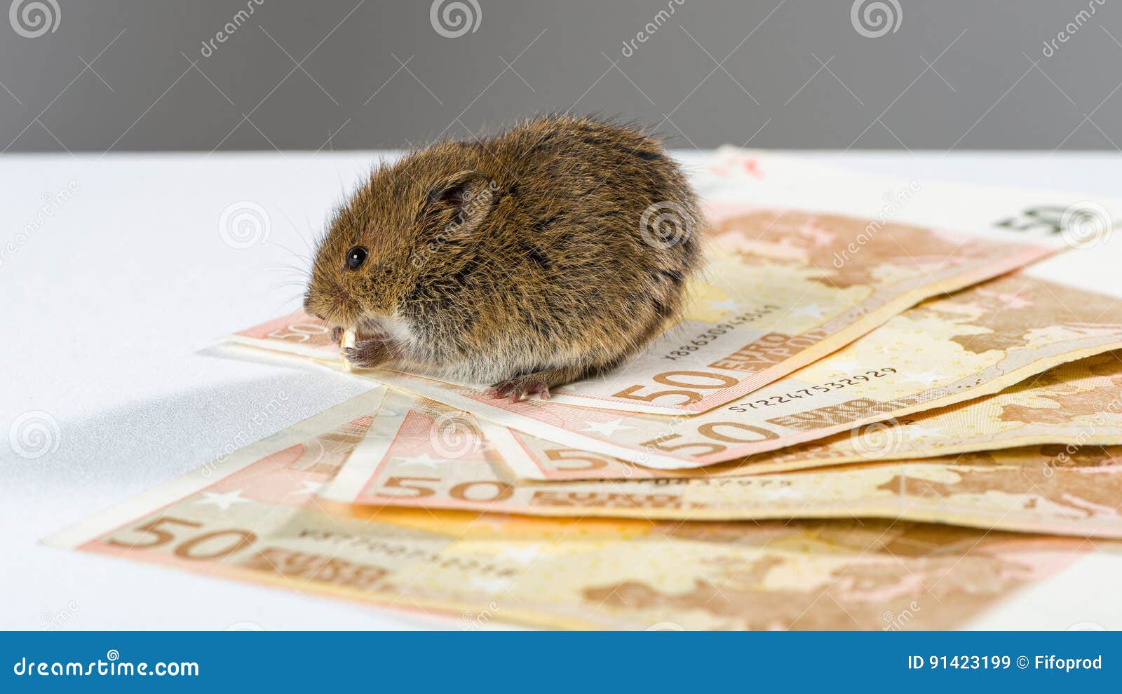 Mouse Sitting on a Bunch of Bank Notes and Nibbling Something Stock ...