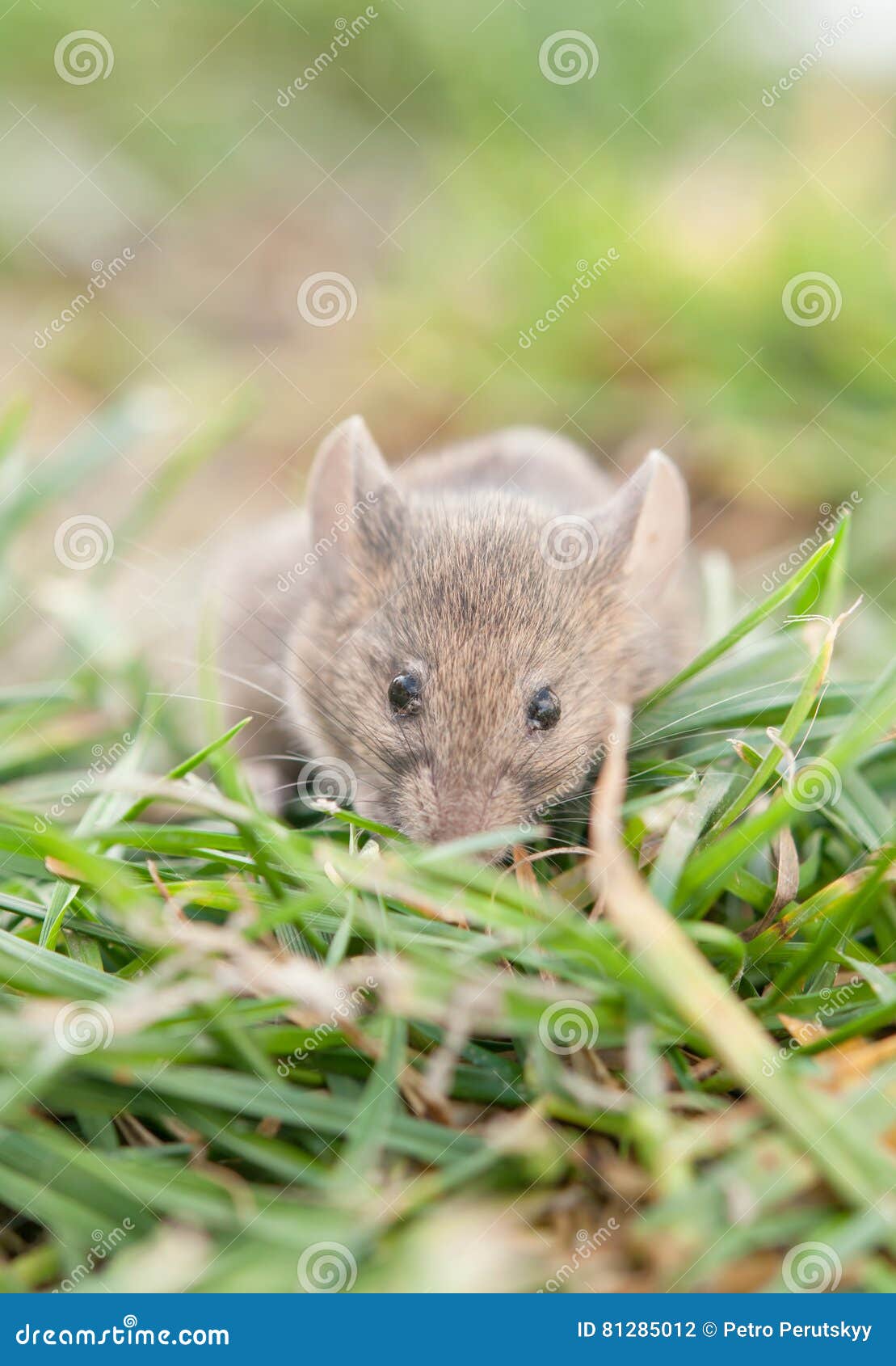 Mouse sitting stock photo. Image of rodent, background - 81285012