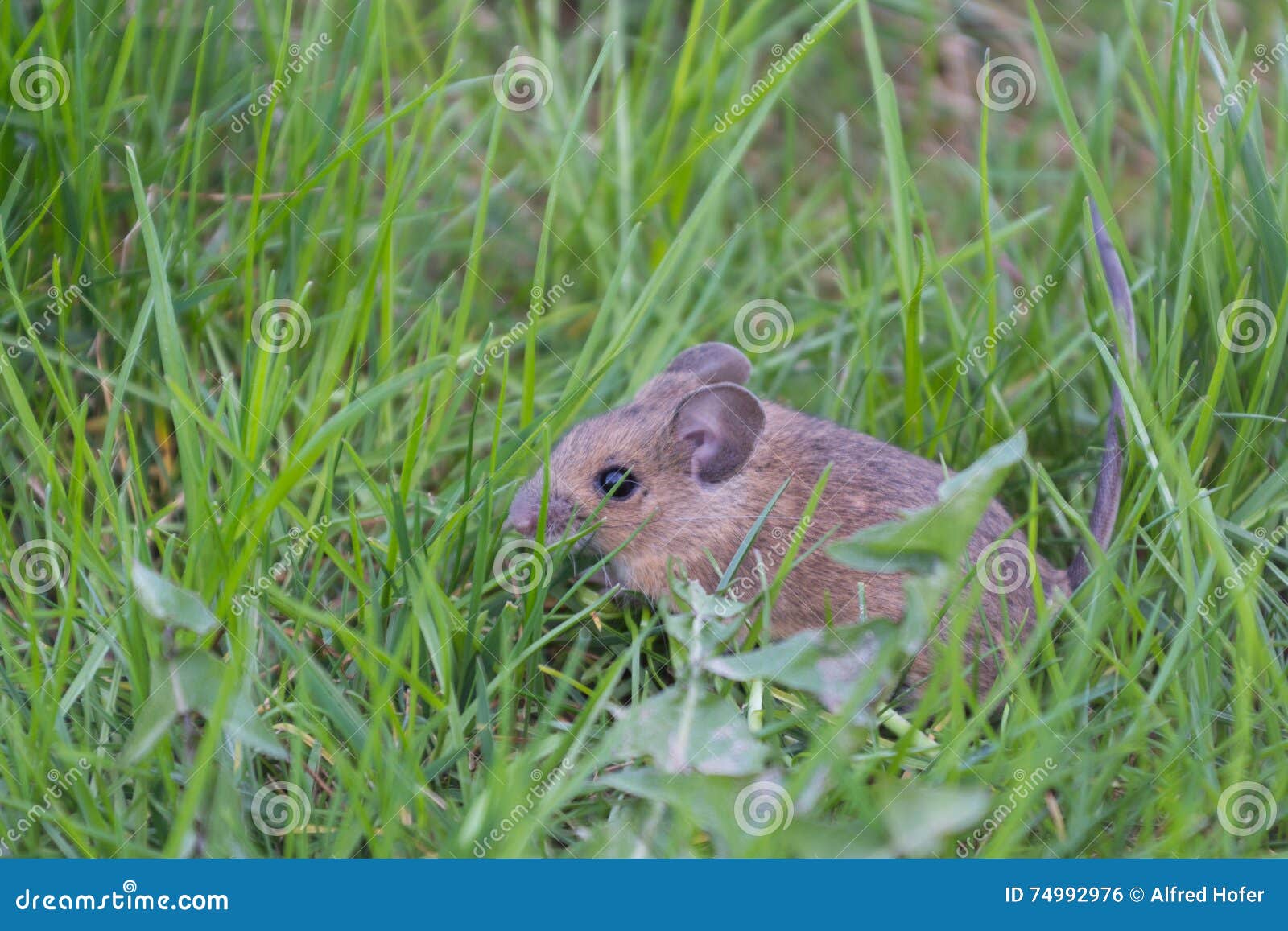Mouse sitting in the grass stock photo. Image of disquiet - 74992976