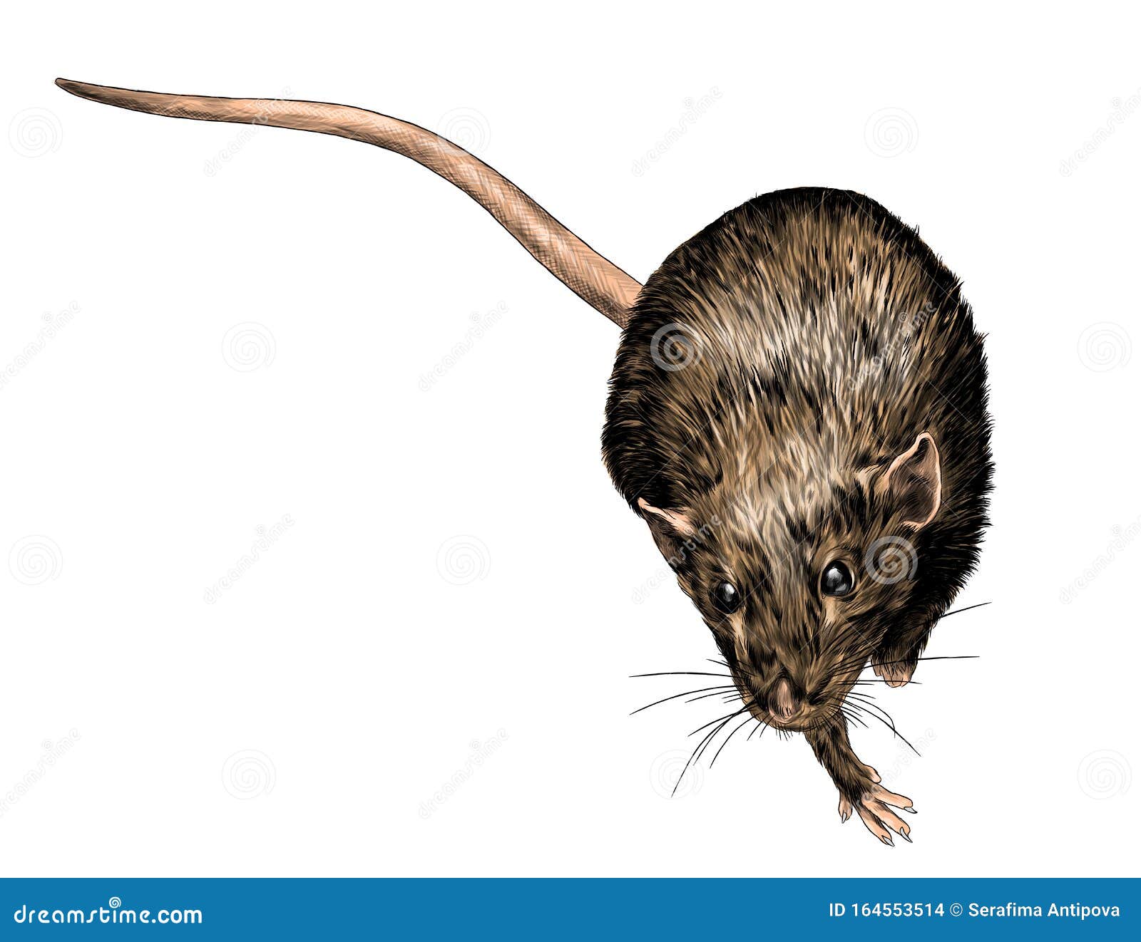 Mouse Sitting and Looking Up Top View Stock Vector - Illustration of ...