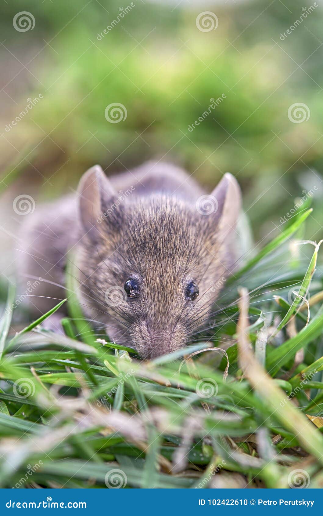 Mouse sitting stock photo. Image of apodemus, animal - 102422610
