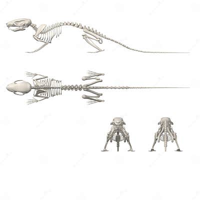 Mouse Skeleton - Front,top,side,back Stock Illustration - Illustration ...