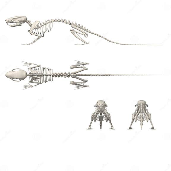 Mouse Skeleton - Front,top,side,back Stock Illustration - Illustration ...