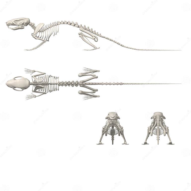 Mouse Skeleton - Front,top,side,back Stock Illustration - Illustration ...