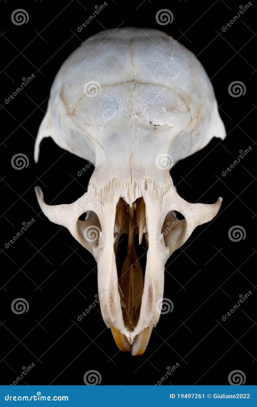 Mouse skull stock image. Image of zoology, mouse, mammal - 19497261