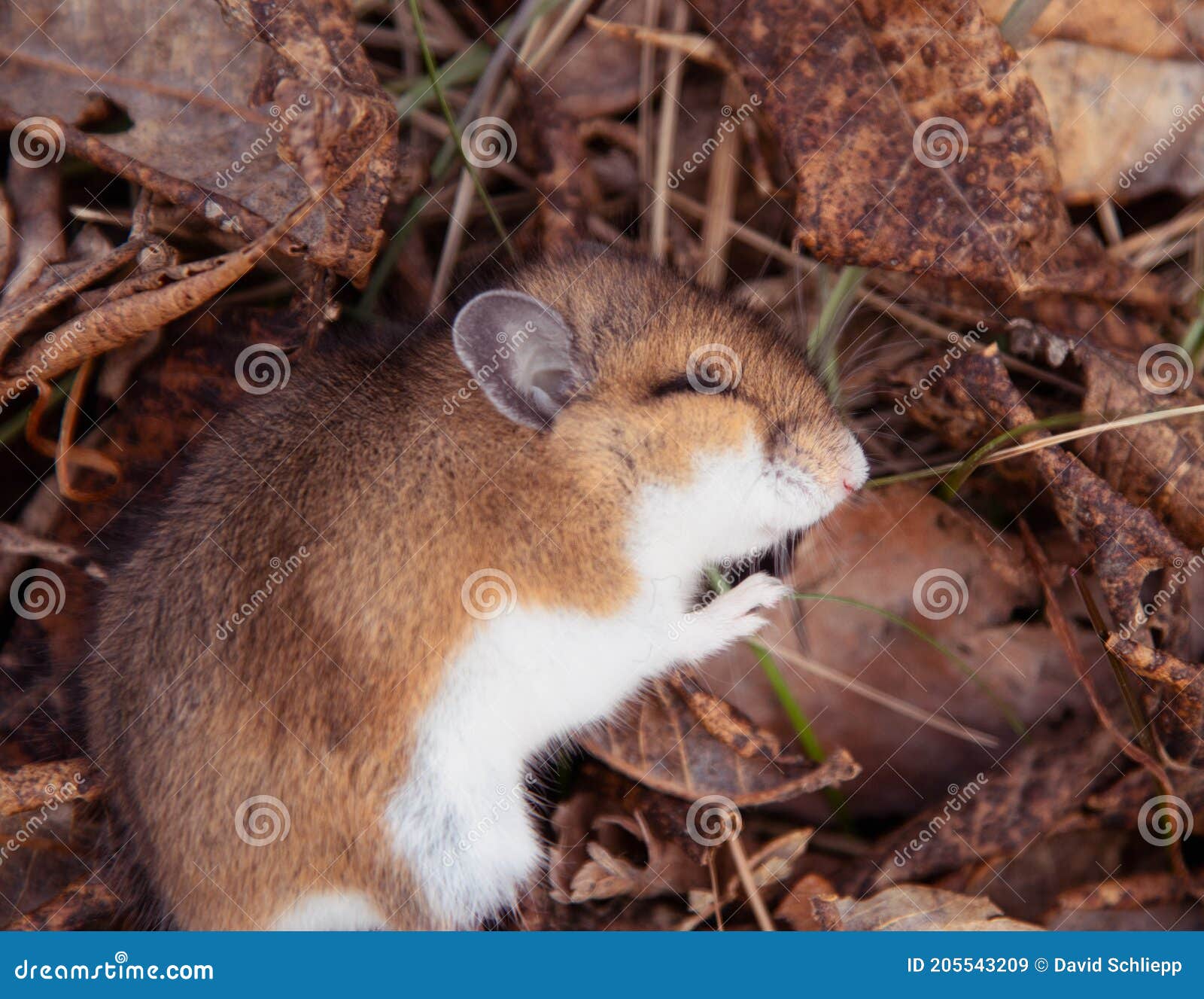 Mouse Sleeping in Leaves stock image. Image of scurry - 205543209