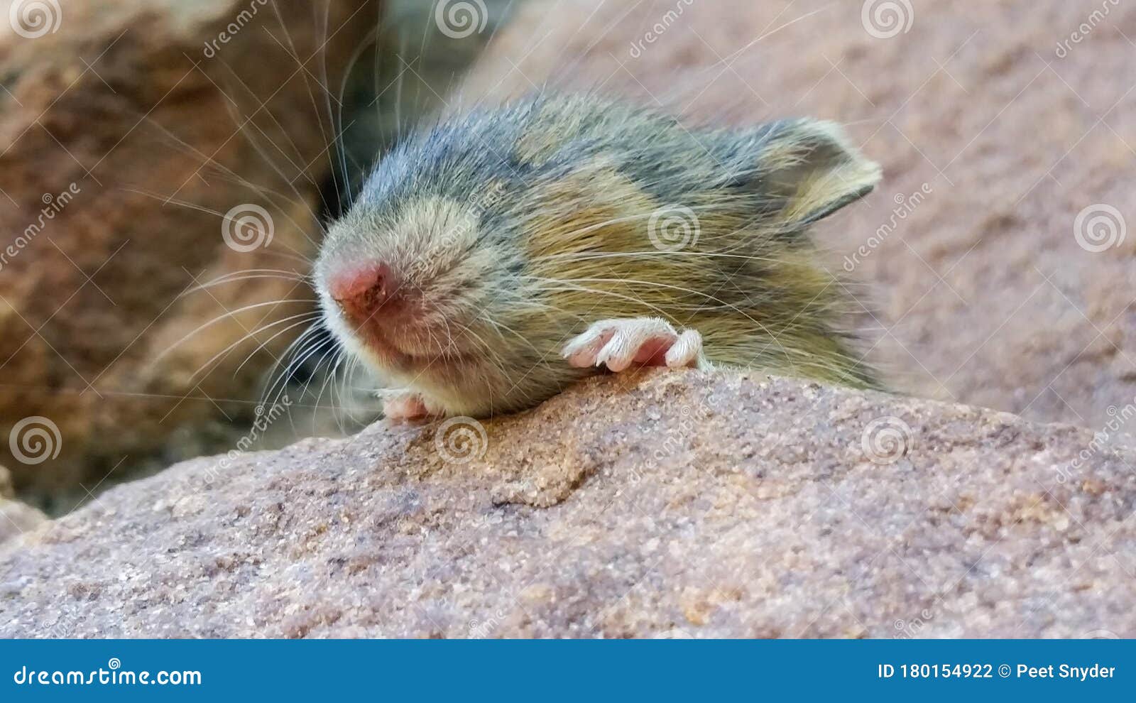 A Mouse Sleeping Snugly Inside A Plush, Soft Fur Slipper Royalty-Free ...