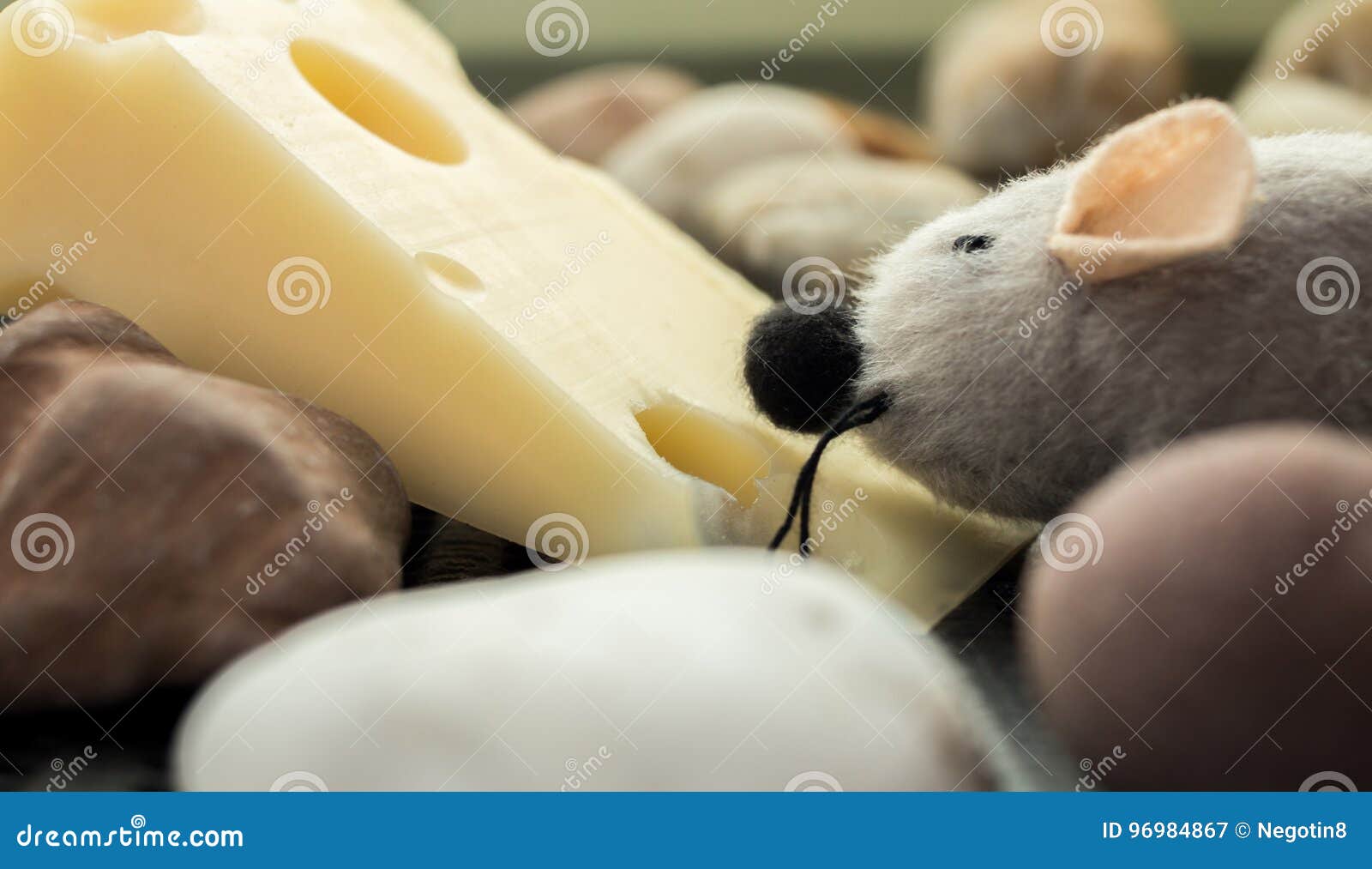 Mouse sniffs cheese stock image. Image of holes, cheese - 96984867