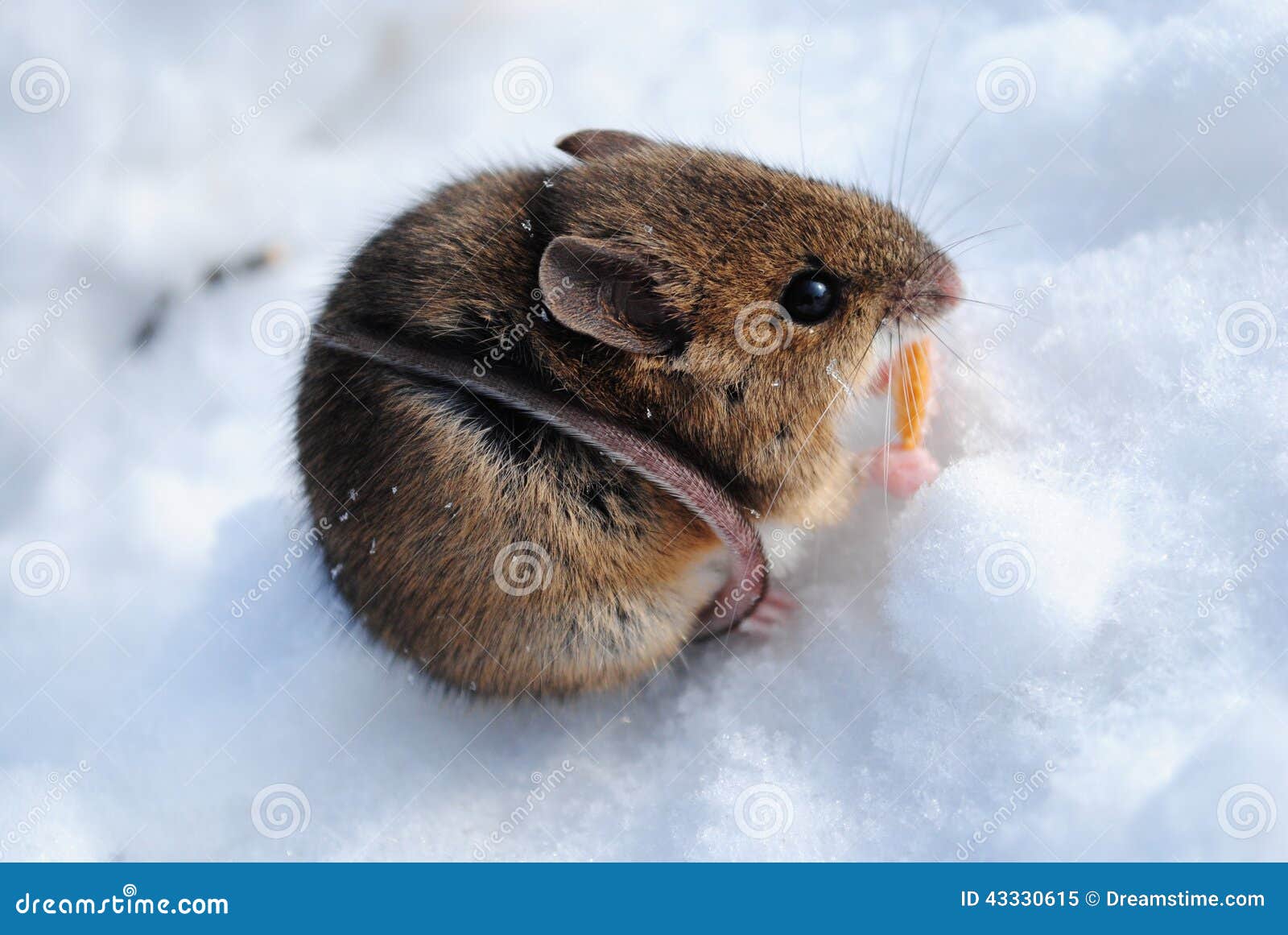 Mouse in snow stock image. Image of ukraine, tiny, snow - 43330615