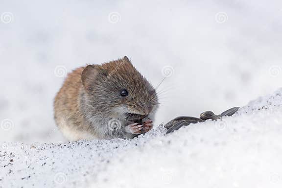 Mouse in the snow stock image. Image of musculus, garden - 88204075