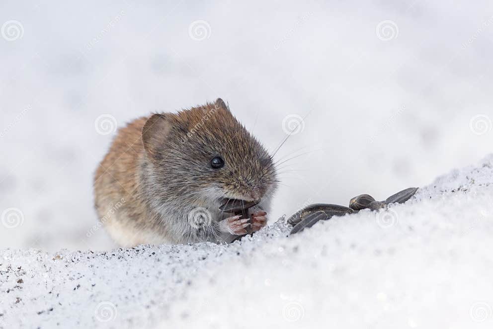 Mouse in the snow stock image. Image of musculus, garden - 88204075