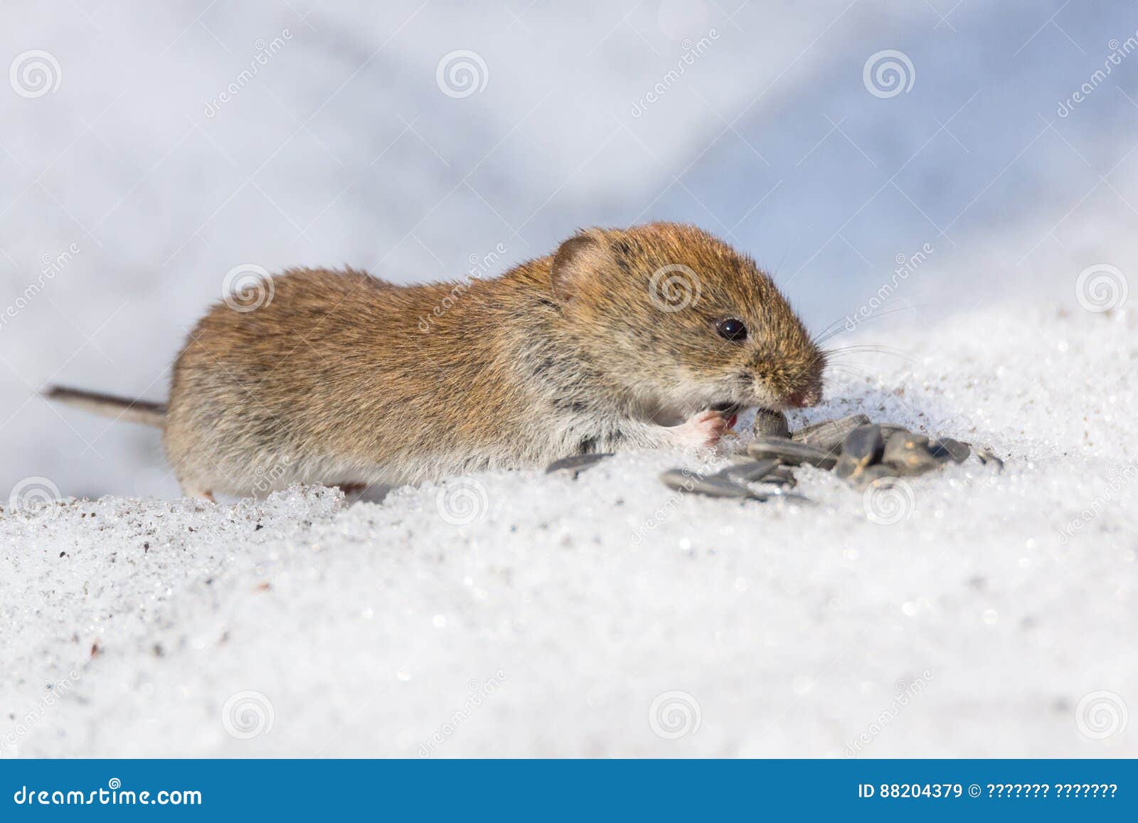 Mouse in the snow stock image. Image of ears, animal - 88204379
