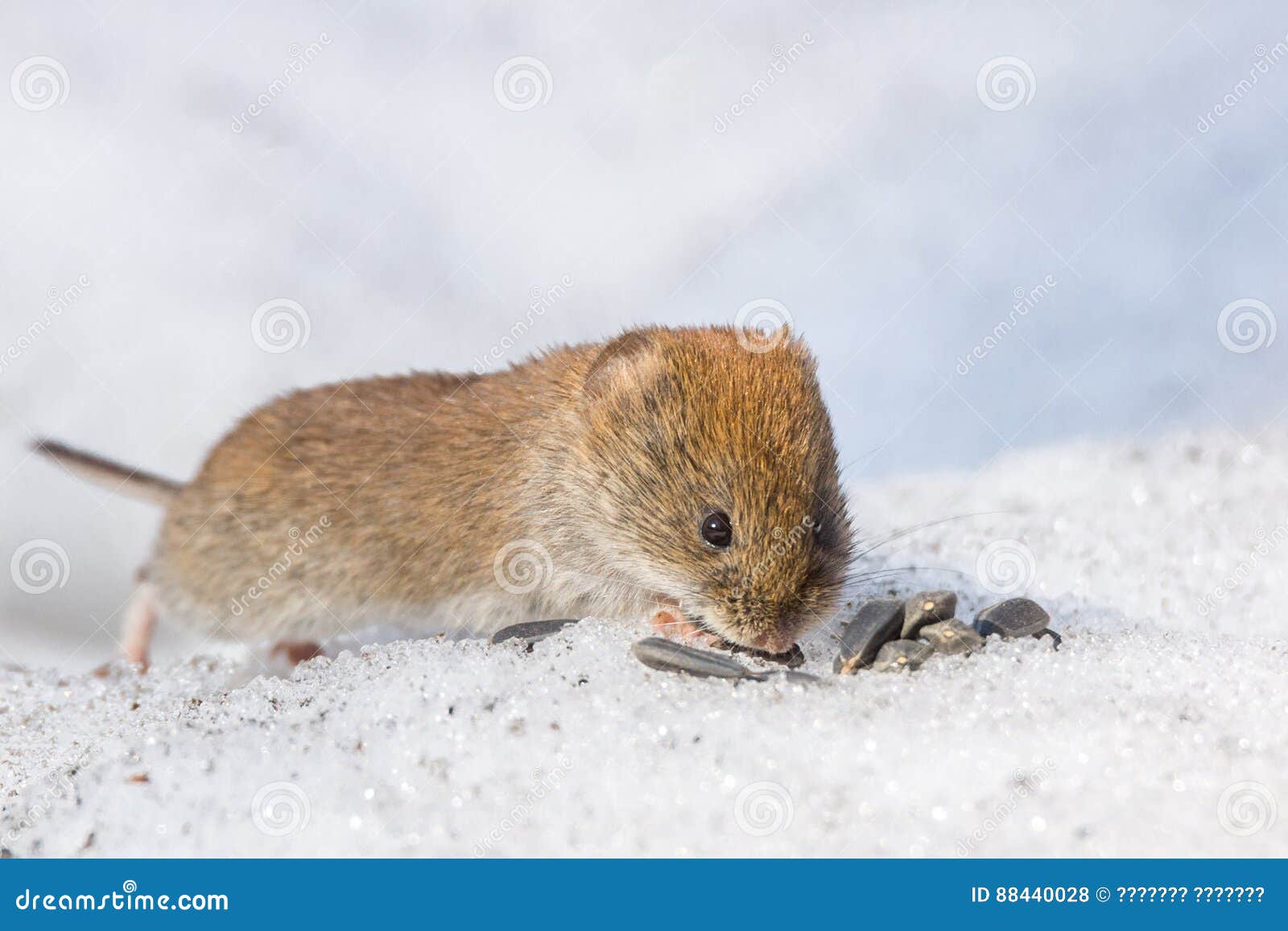 Mouse in the snow stock photo. Image of contrast, small - 88440028
