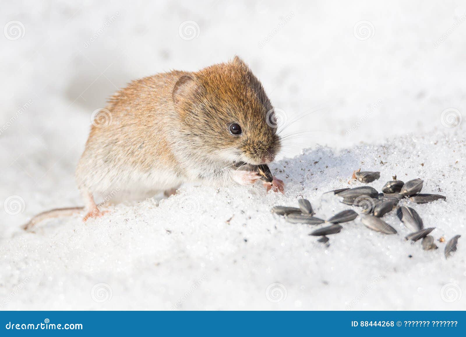 Mouse in the snow stock photo. Image of cold, mammal - 88444268
