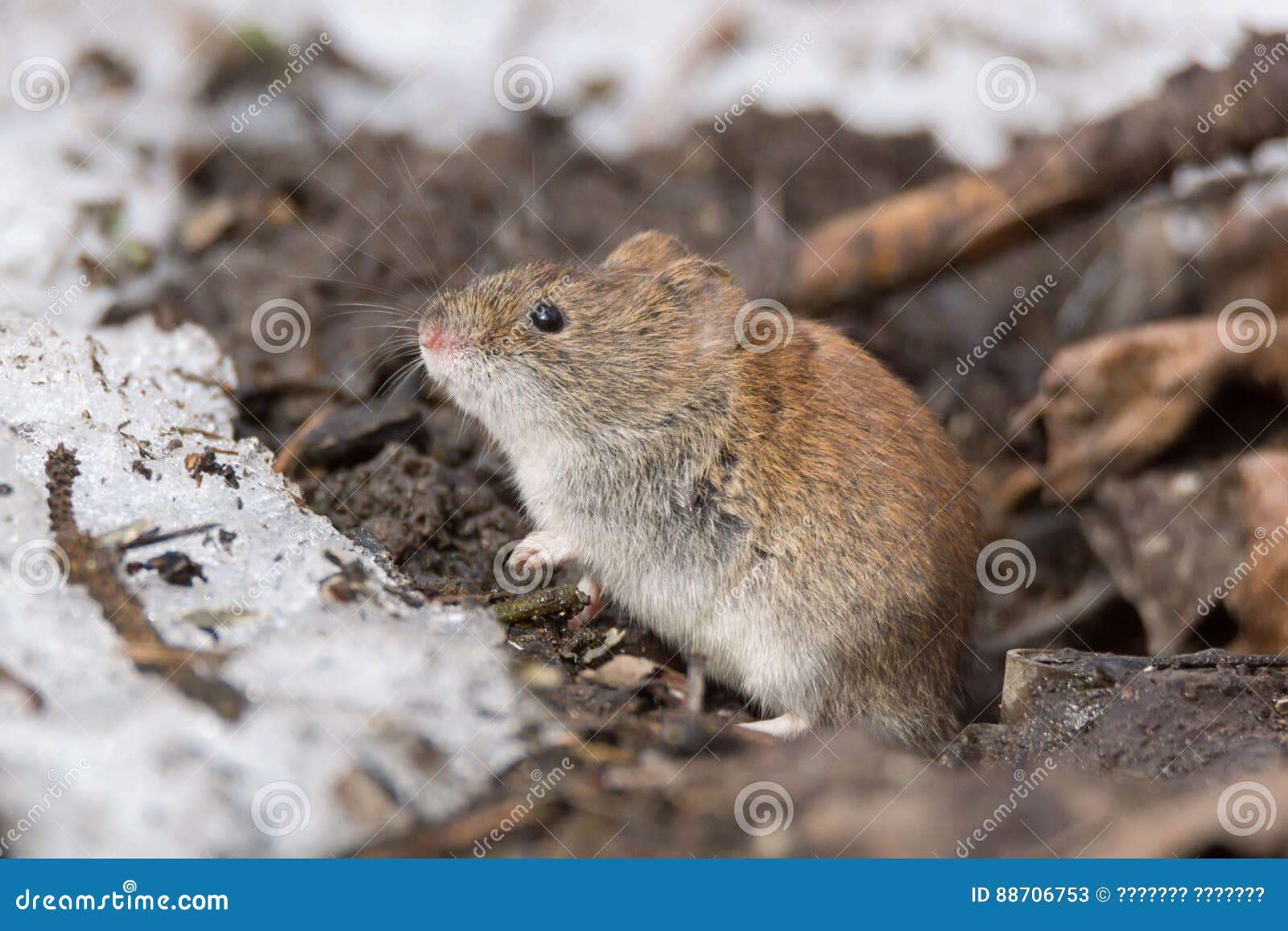 Mouse in the snow stock image. Image of sitting, garden - 88706753