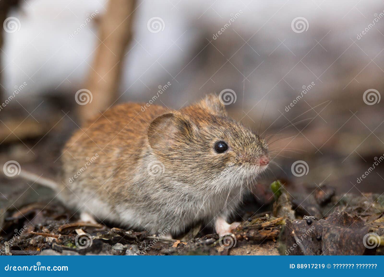 Mouse in the snow stock image. Image of park, meadow - 88917219