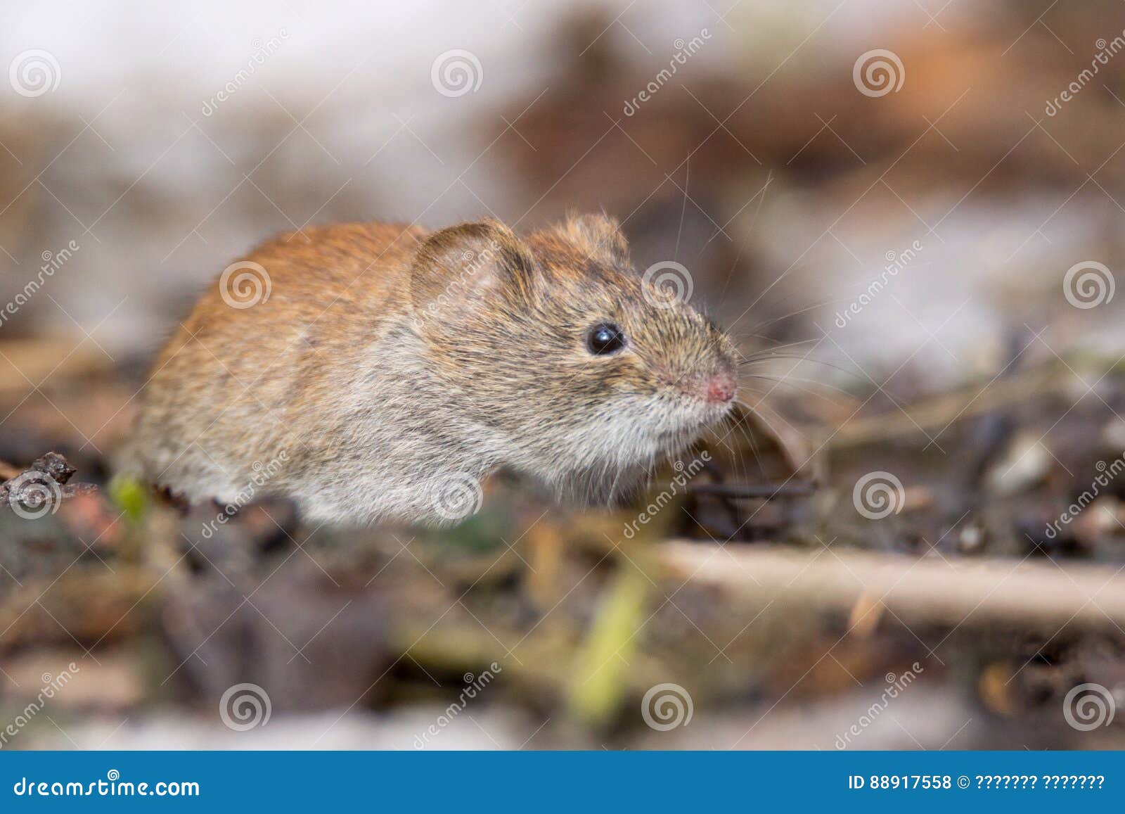 Mouse in the snow stock photo. Image of shadow, funny - 88917558