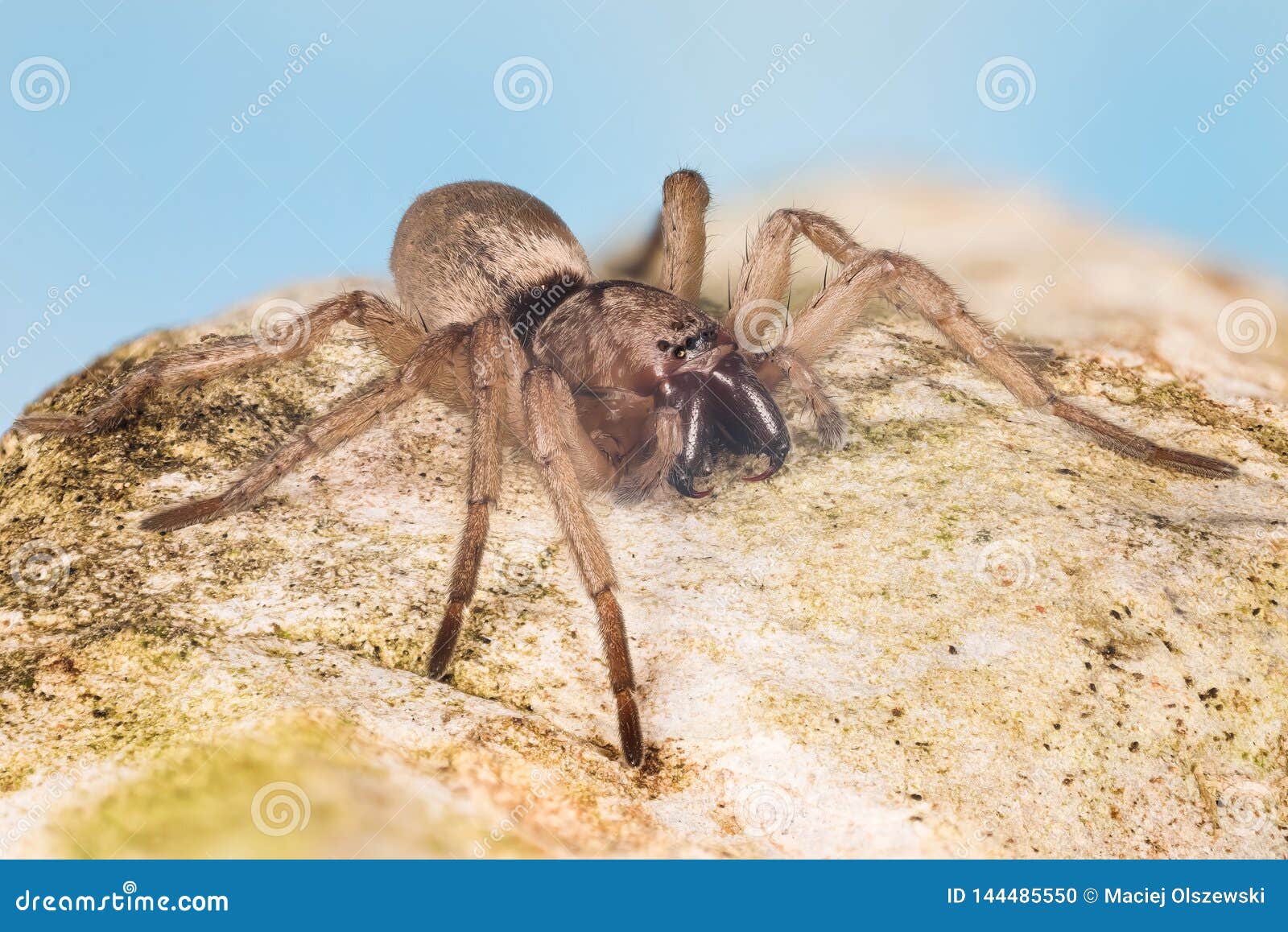 Mouse Spider, Common Mouse-spider, Spider, Scotophaeus Blackwalli Stock ...