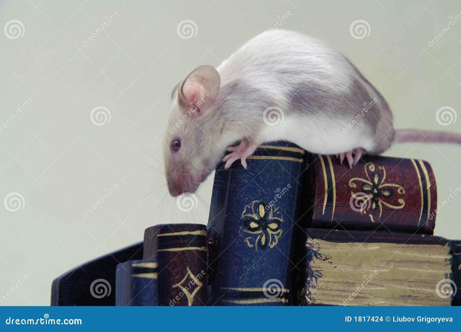 The Mouse on the Stack of Books. Stock Photo - Image of study ...