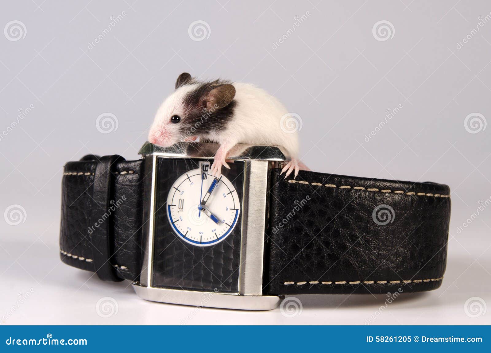 Mouse stock image. Image of lavender, looking, animal - 58261205