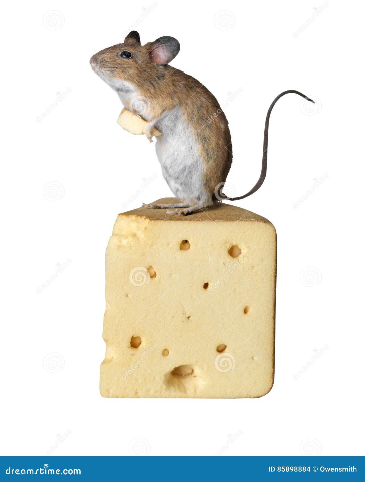 Mouse Standing on Cheese Isolated Against White Background Stock Photo ...