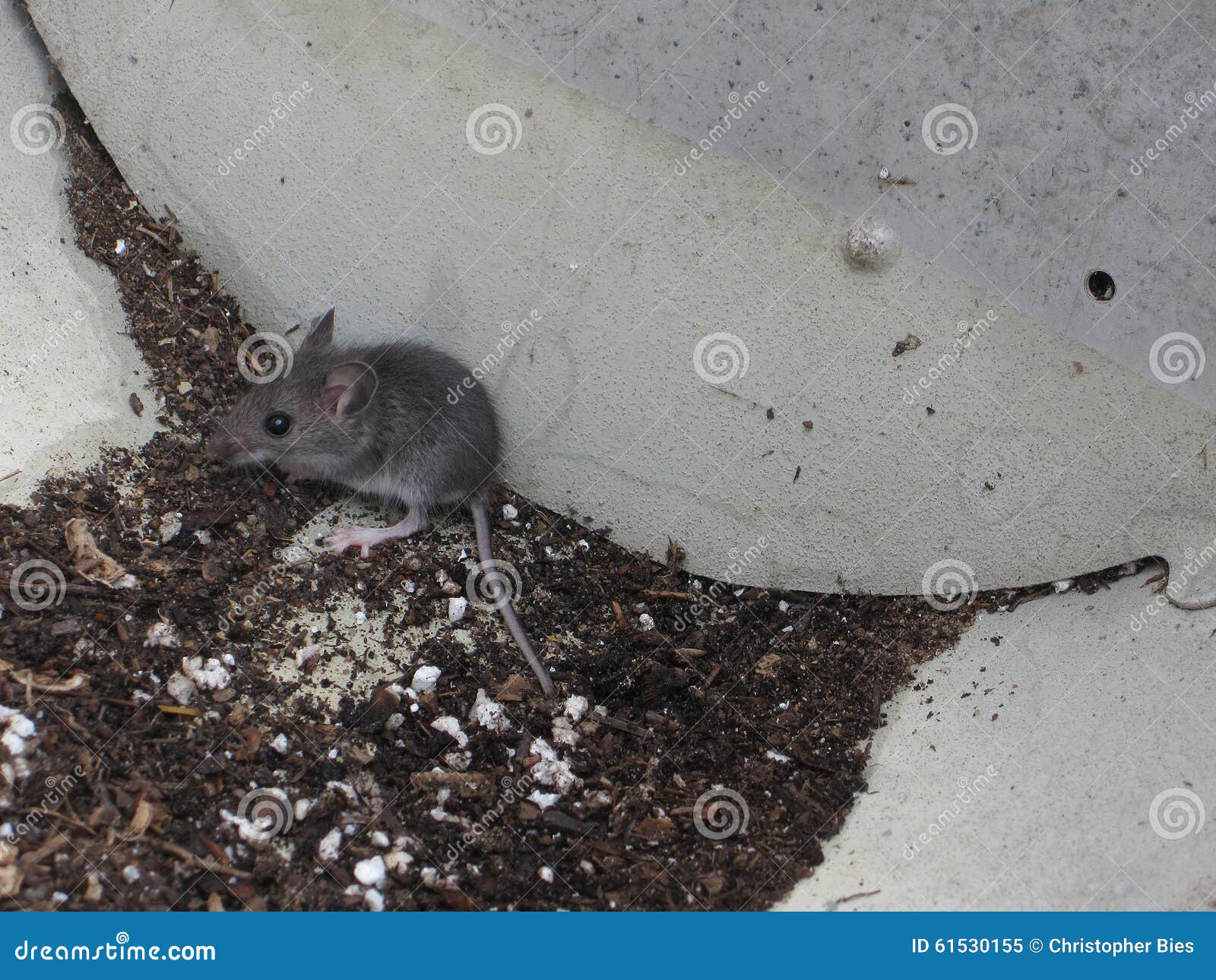 Mouse stock image. Image of detail, feet, grey, mouse - 61530155