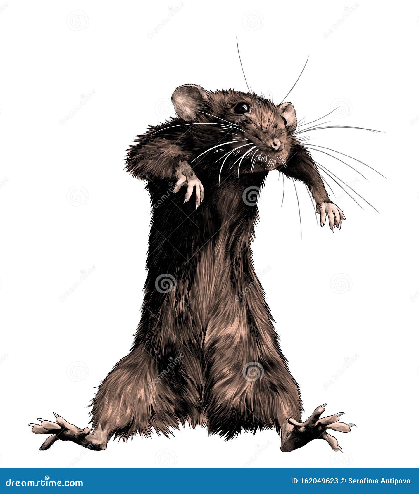 Mouse Standing On Hind Legs Drawing