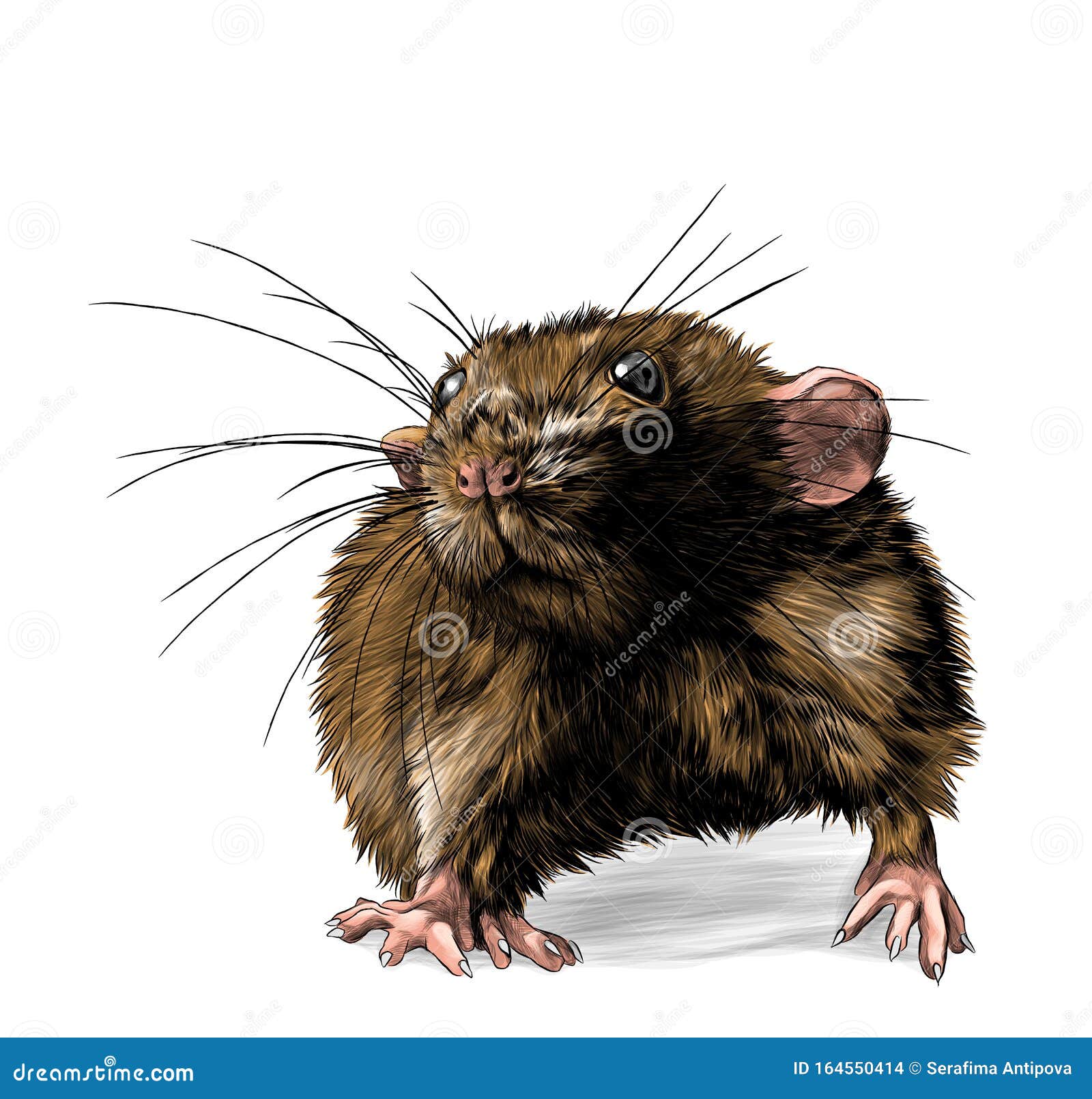 Mouse Stands Tall and Looks Forward Stock Vector - Illustration of ...