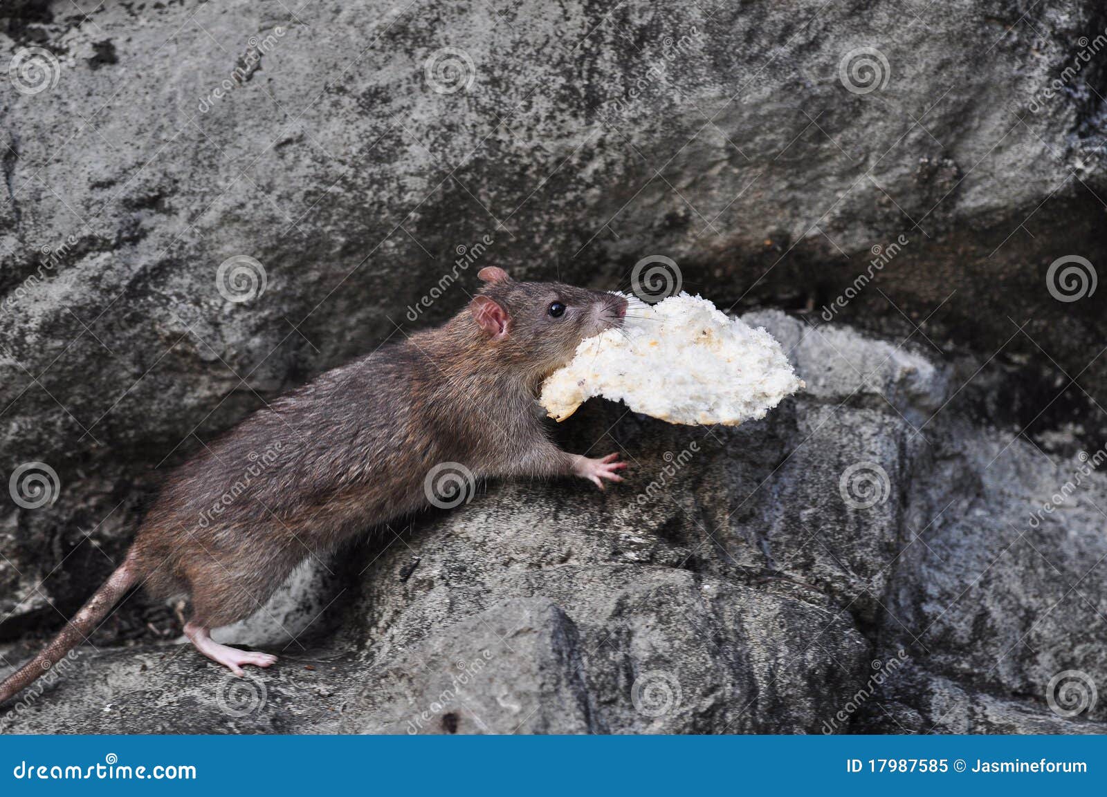 Mouse stealing a bread stock image. Image of bread, mouse - 17987585