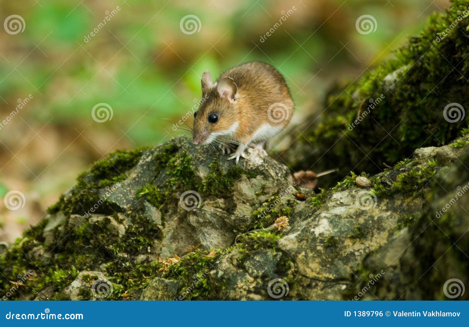 Mouse on stone stock photo. Image of knag, rock, cliff - 1389796