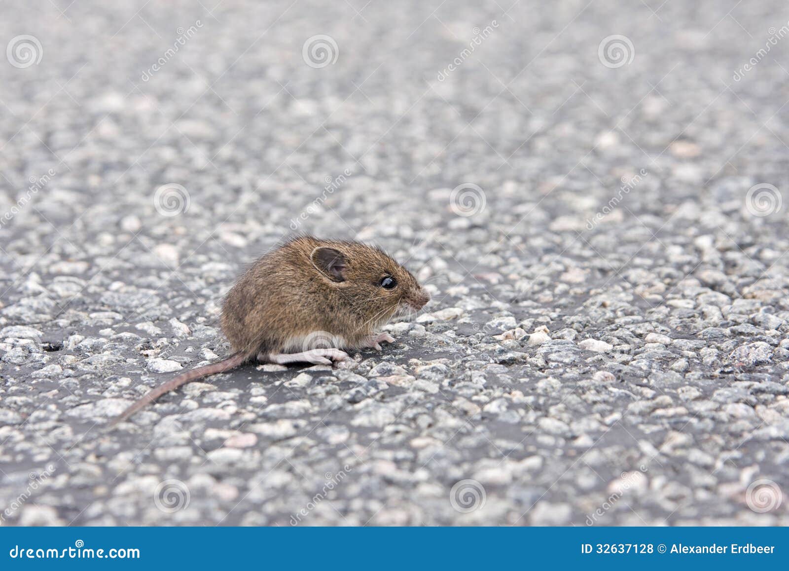 Mouse on a street stock photo. Image of grass, sleep - 32637128