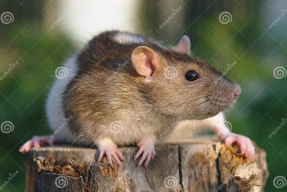 Mouse on the stub stock image. Image of furry, disbelief - 3000115