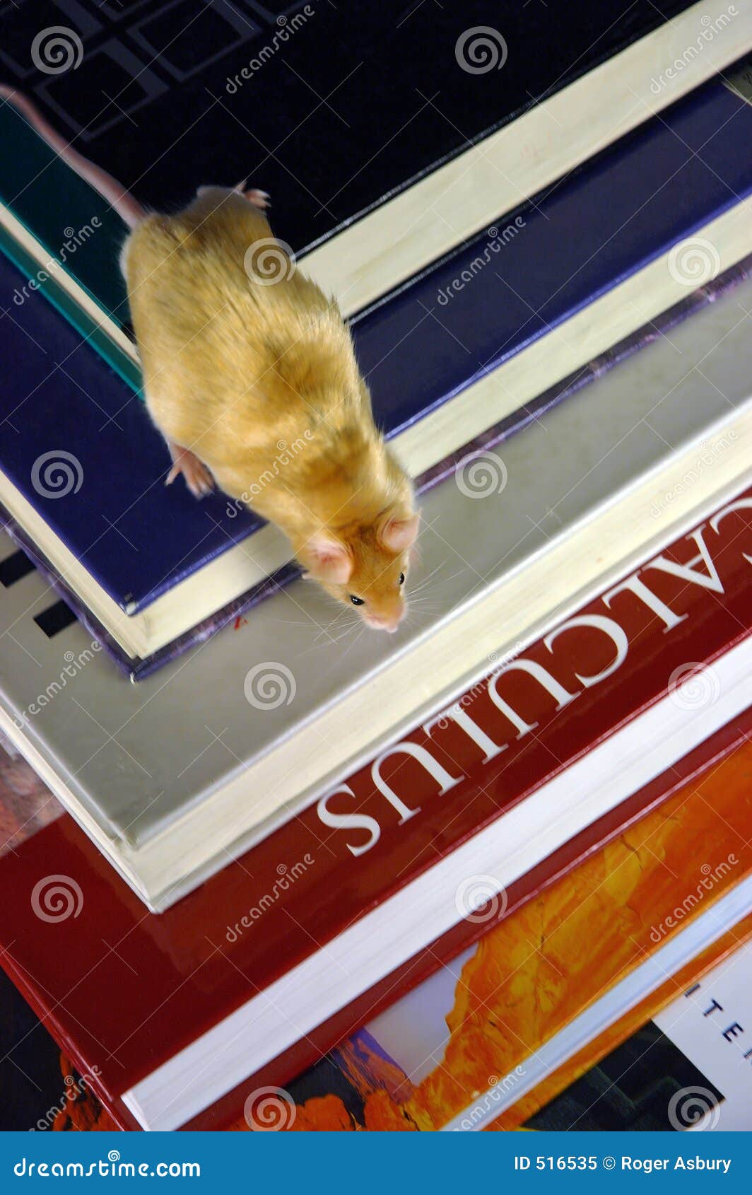 Mouse sui libri immagine stock. Immagine di roditore, mouse - 516535