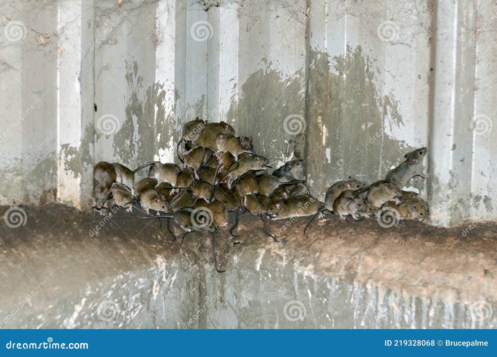 Mouse swarm in central NSW stock photo. Image of swarm - 219328068