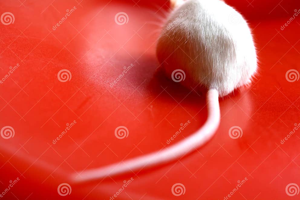 Mouse Tail stock photo. Image of close, rodent, white - 8713334