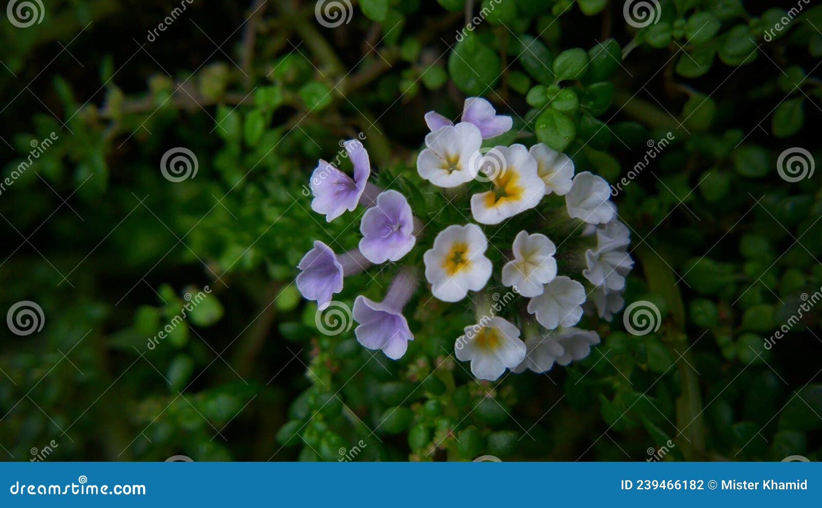 Mouse Tail Flower Plant Green Background Stock Image | CartoonDealer ...