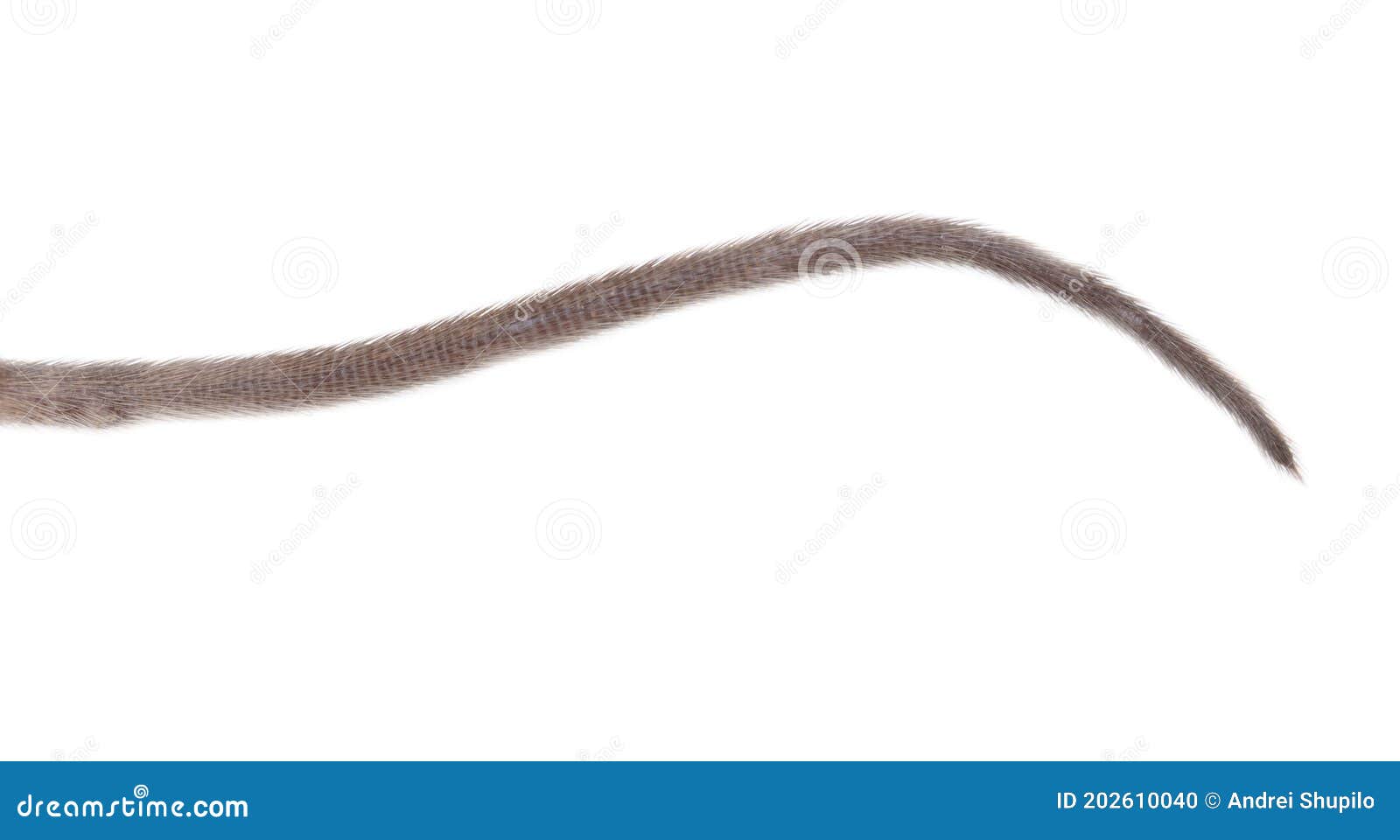 Mouse Tail Flower Plant Green Background Stock Photography ...