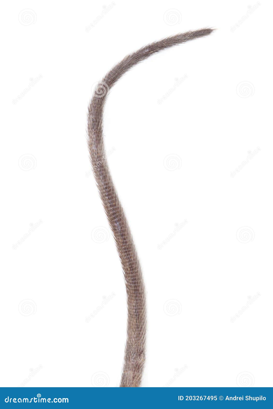 Mouse Tail Isolated on White Stock Image - Image of head, small: 203267495