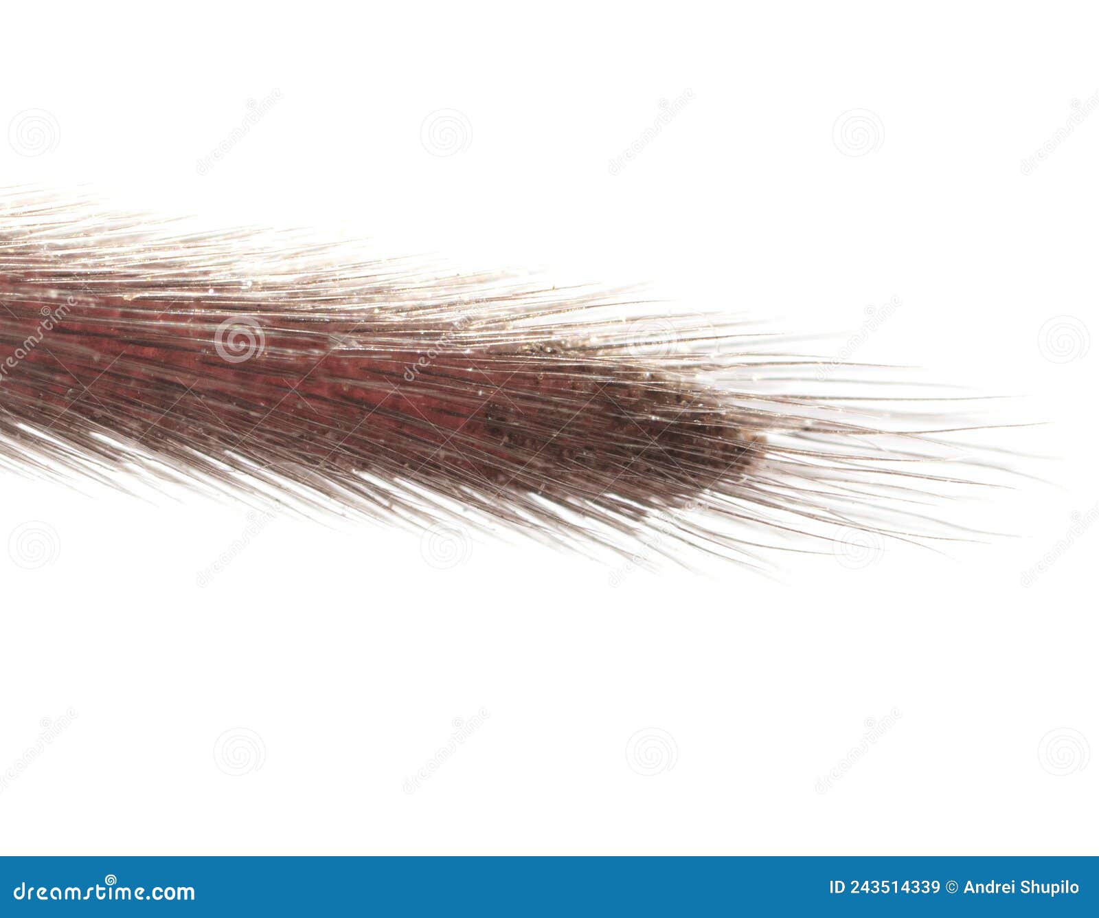 Mouse Tail Flower Plant Green Background Stock Photography ...