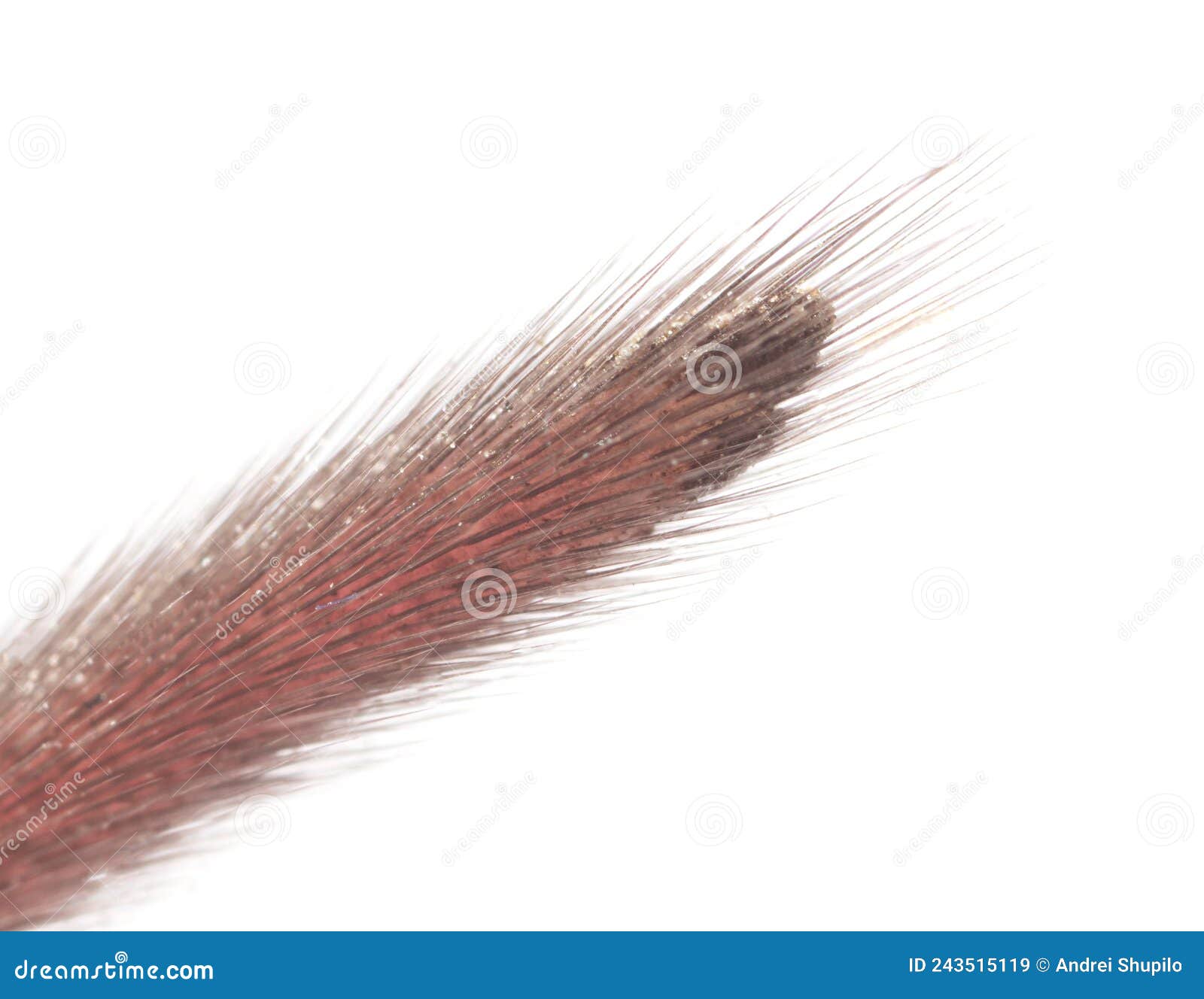 Mouse Tail Flower Plant Green Background Stock Photography ...