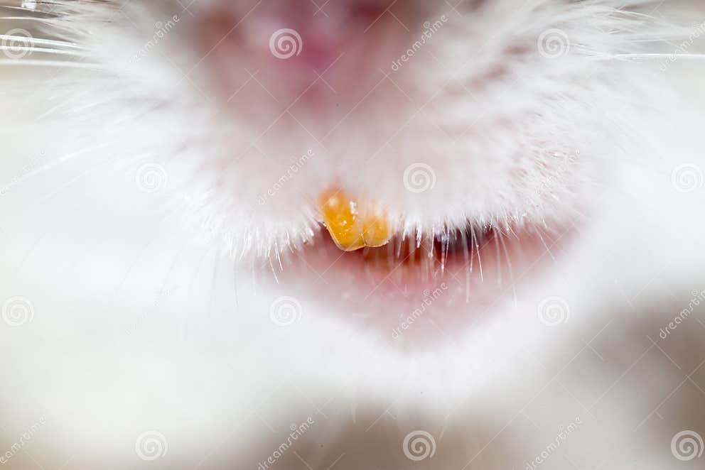 Mouse teeth. close stock photo. Image of rodent, curious - 107517110