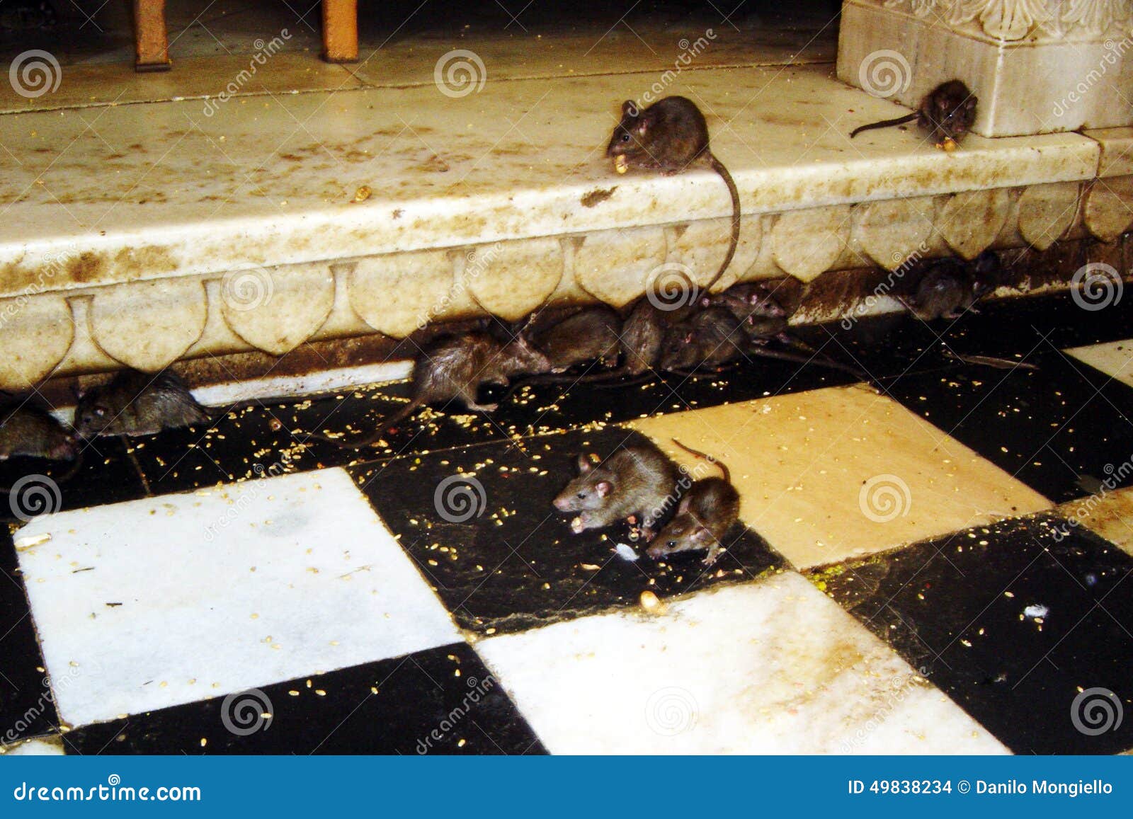 Mouse temple stock photo. Image of hindus, mouse, cultural - 49838234