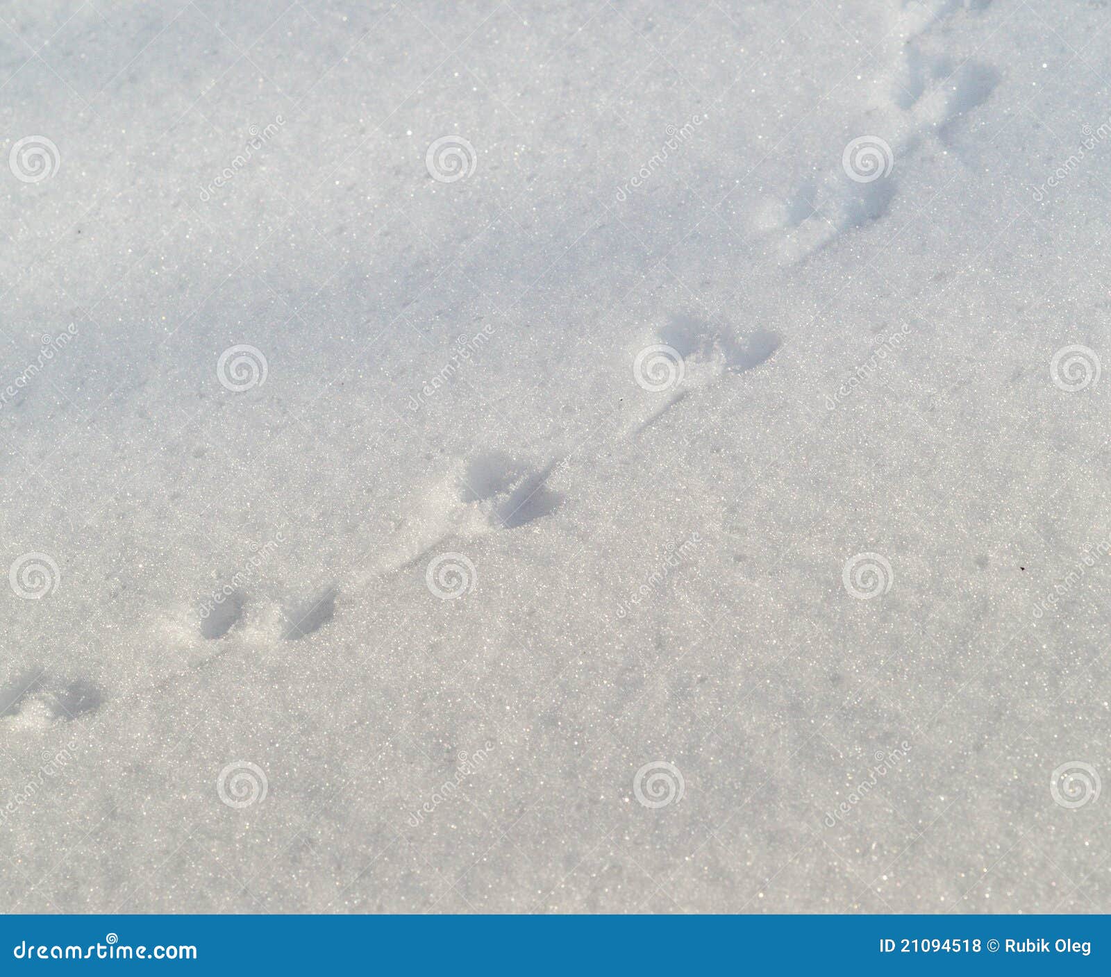 Mouse trace on snow stock photo. Image of nature, trace - 21094518
